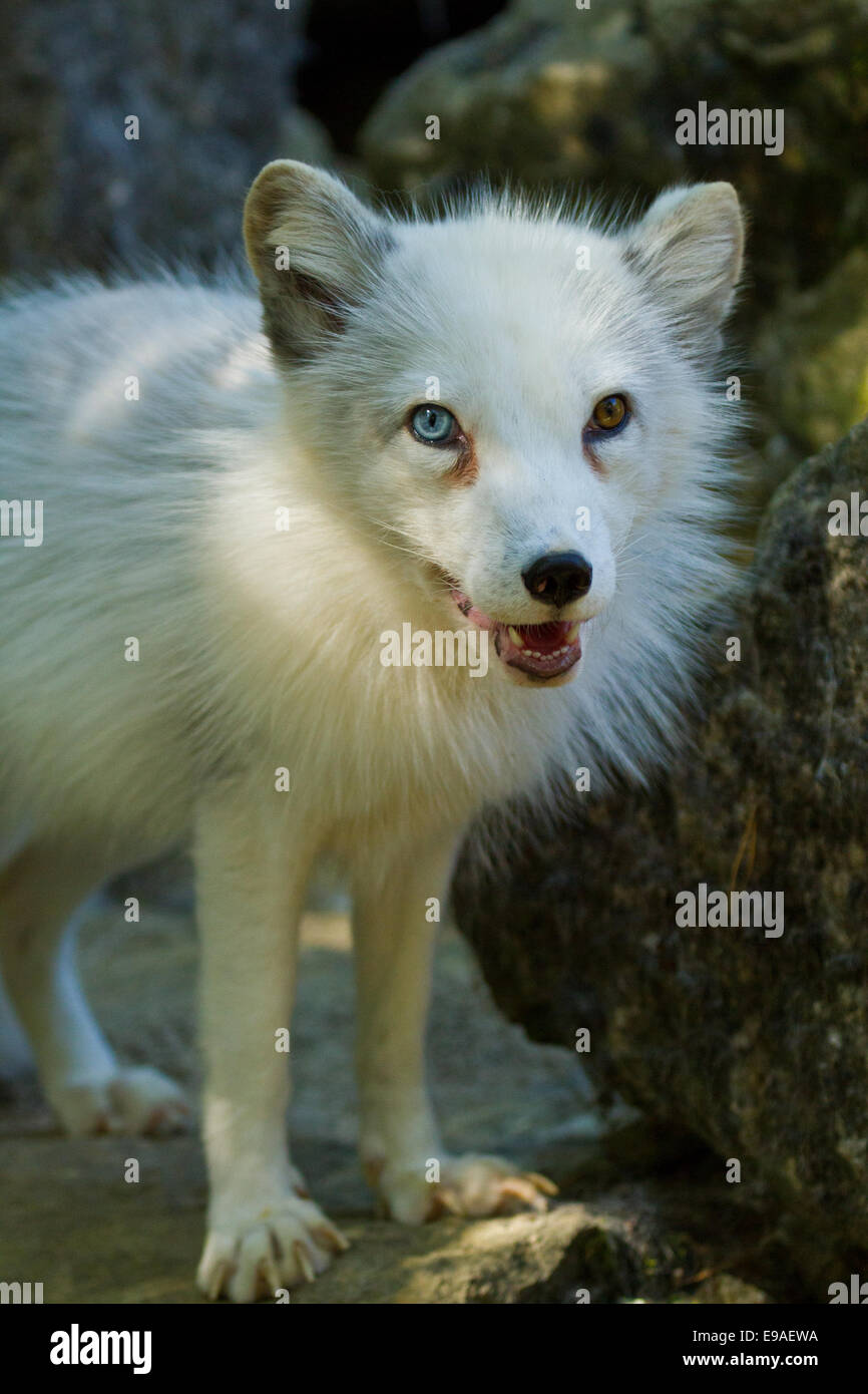 Arctic Fox (Alopex lagopus Stock Photo - Alamy