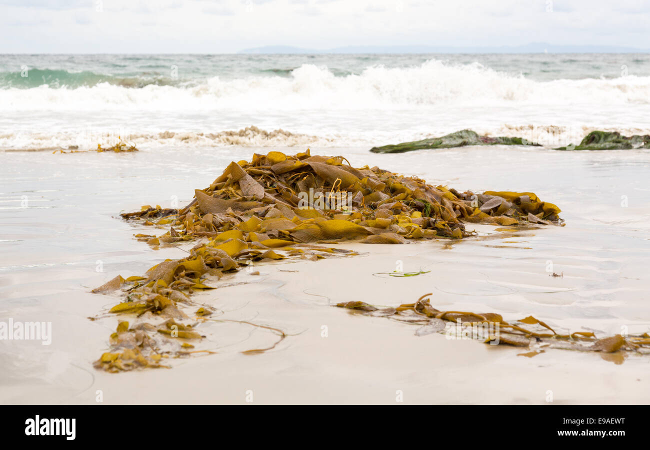 Seaweed by ocean in California Stock Photo - Alamy