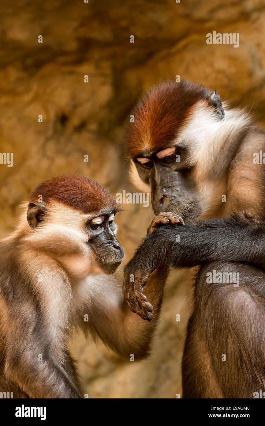 Cercocebus torquatus torquatus hi-res stock photography and images - Alamy