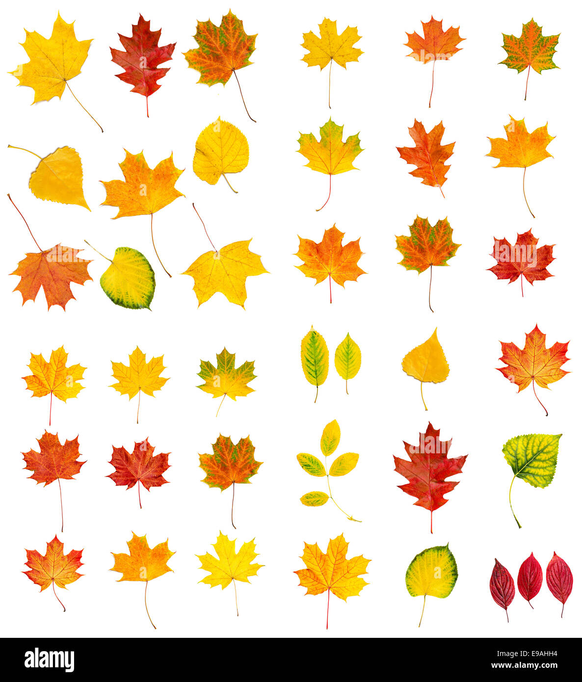 Big autumn leaves set Stock Photo - Alamy