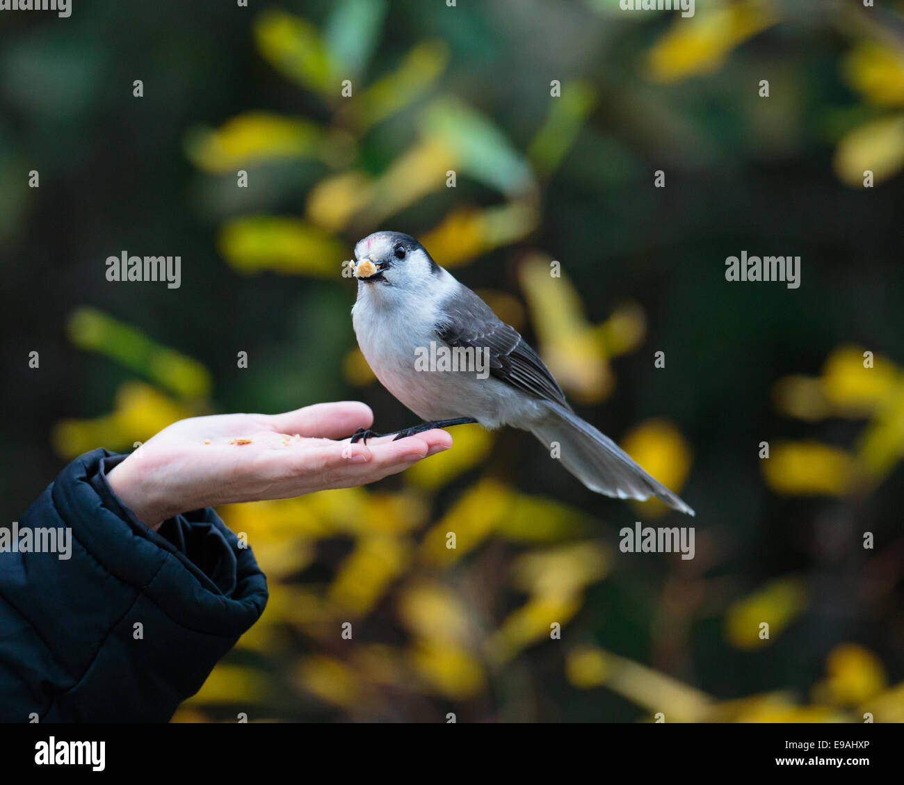 Bread crumbs hand hi-res stock photography and images - Alamy
