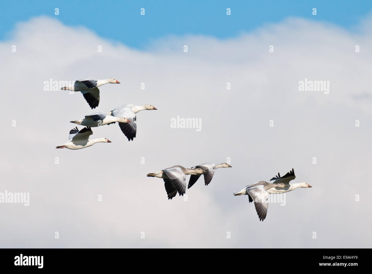 A small flock of snow geese in flight with blue sky above the clouds ...