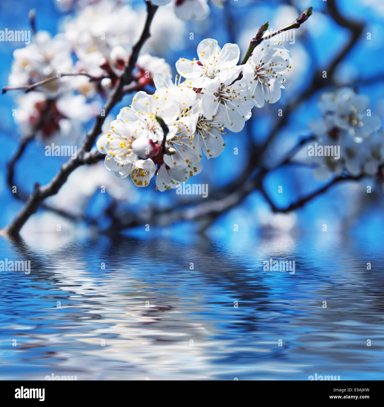 Pure white background bright spring vitality vitality hi-res stock ...