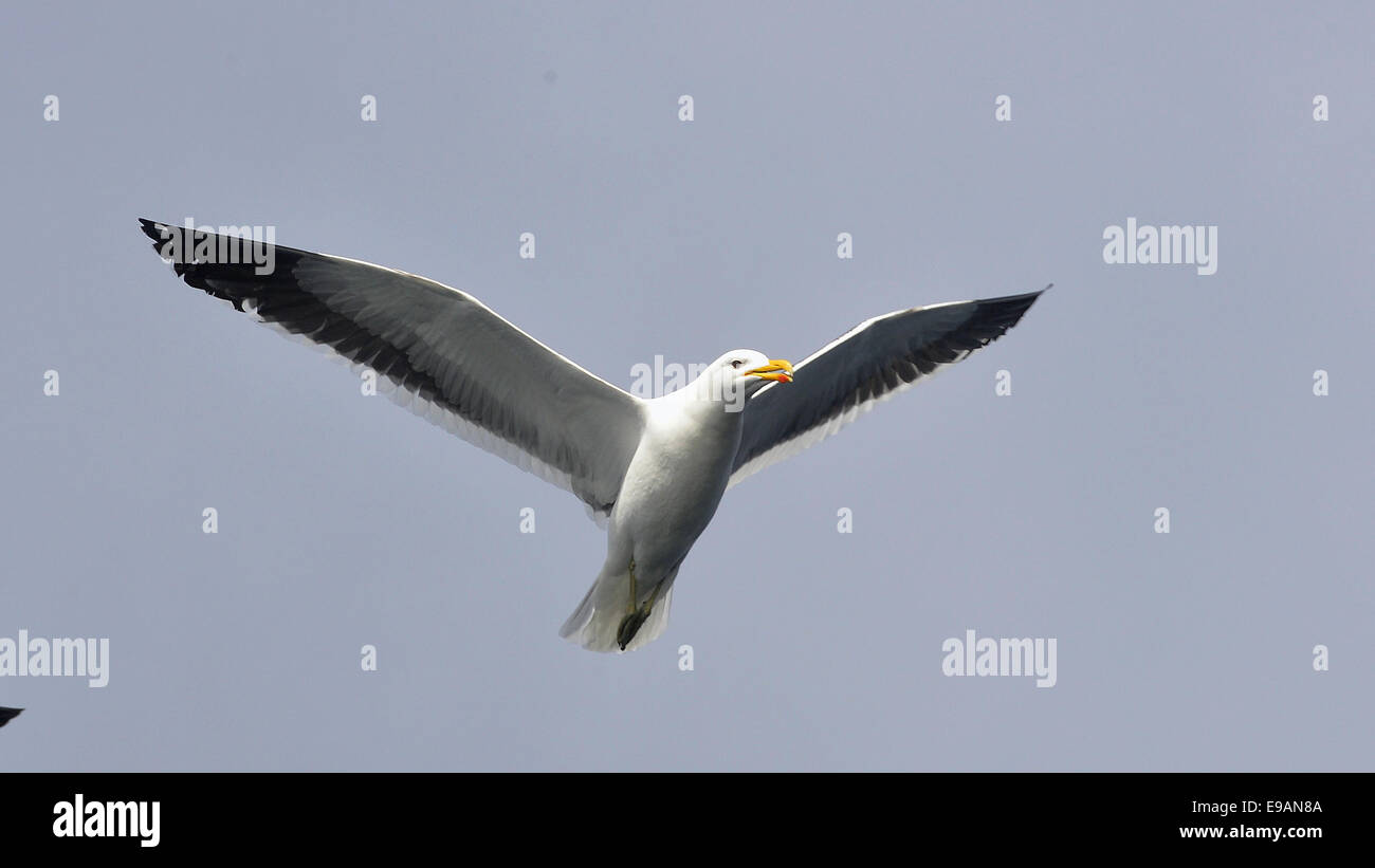African seagulls hi-res stock photography and images - Alamy