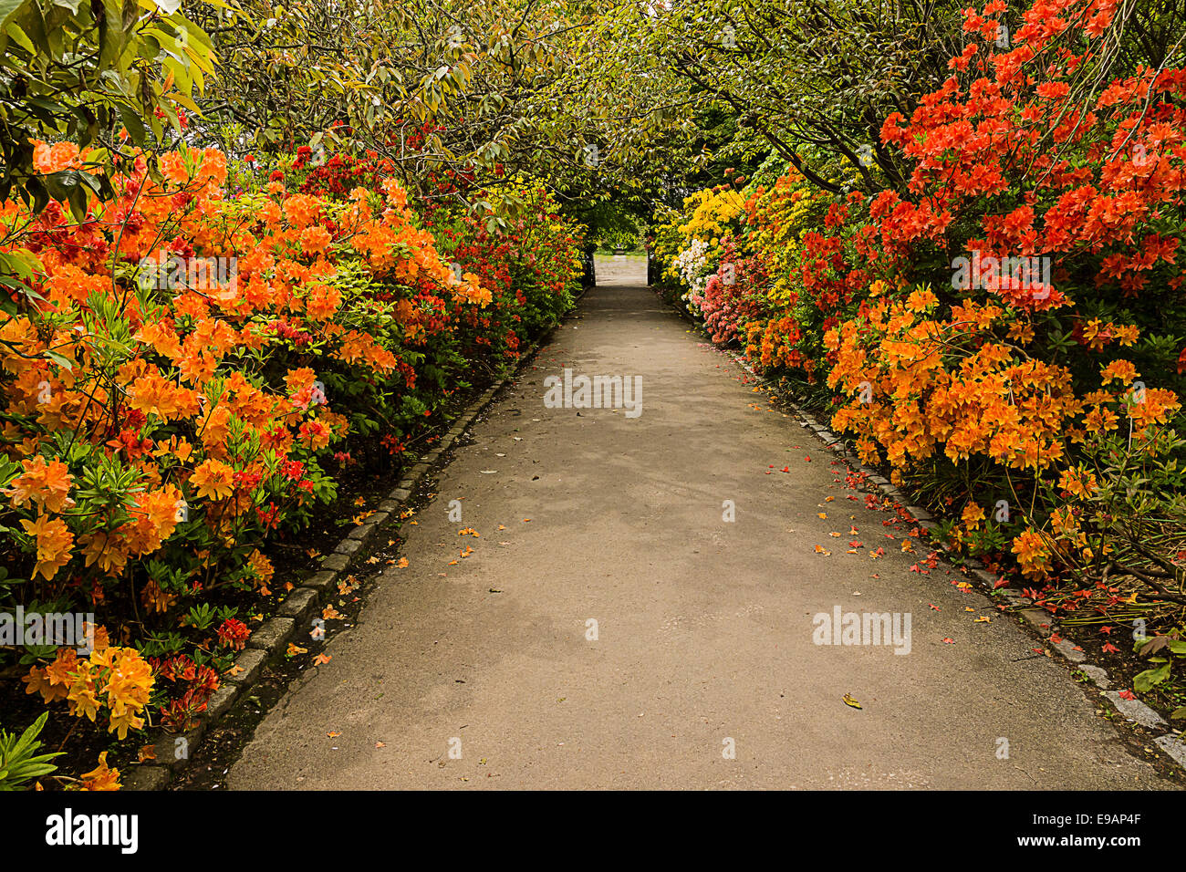 Beautiful Pathway Lined With Trees And Purple Azaleas