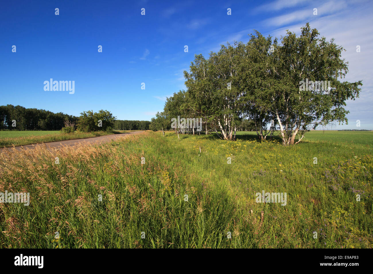 Russian birch trees on the a green meadow Stock Photo - Alamy