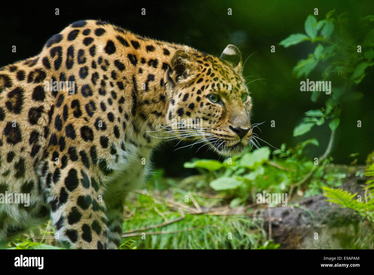 Panthera pardus orientalis hi-res stock photography and images - Alamy