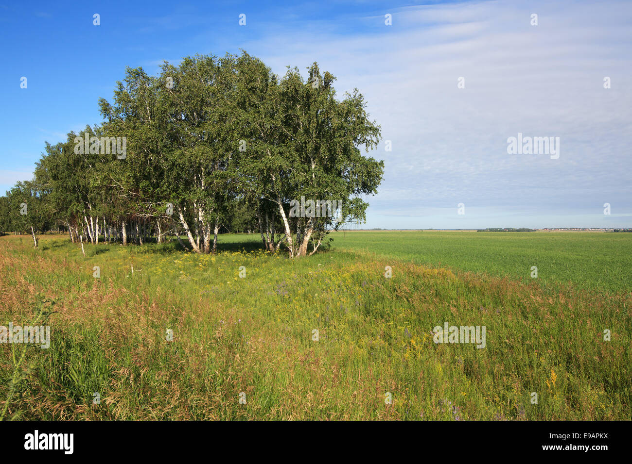Russian birch trees on the a green meadow Stock Photo - Alamy
