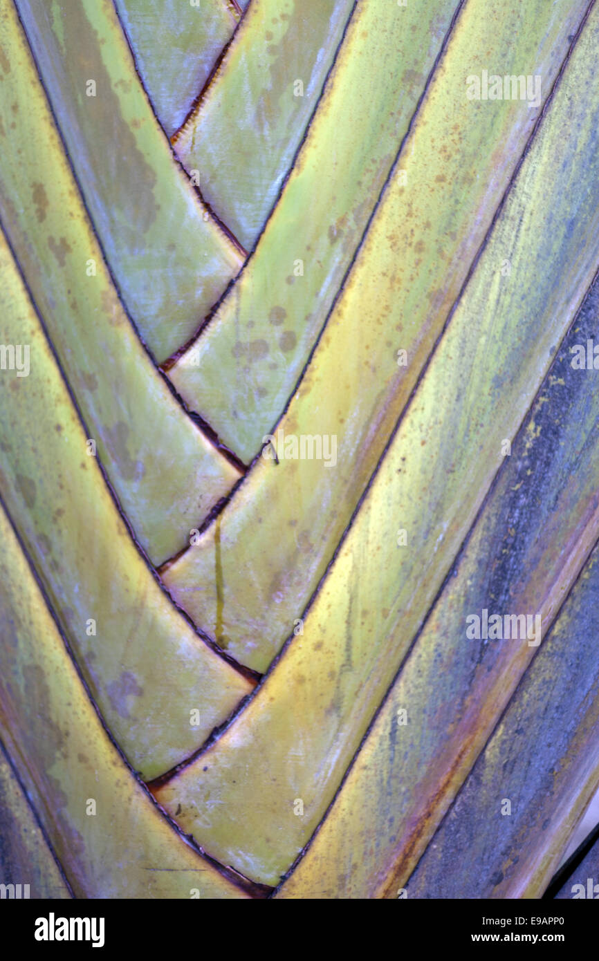 Palm trunk perspective hi-res stock photography and images - Alamy