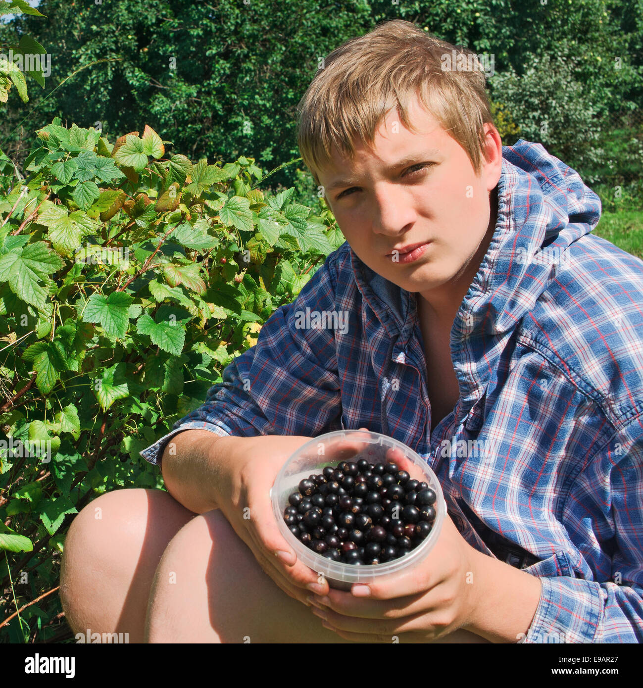 The guy picking black currants Stock Photo - Alamy