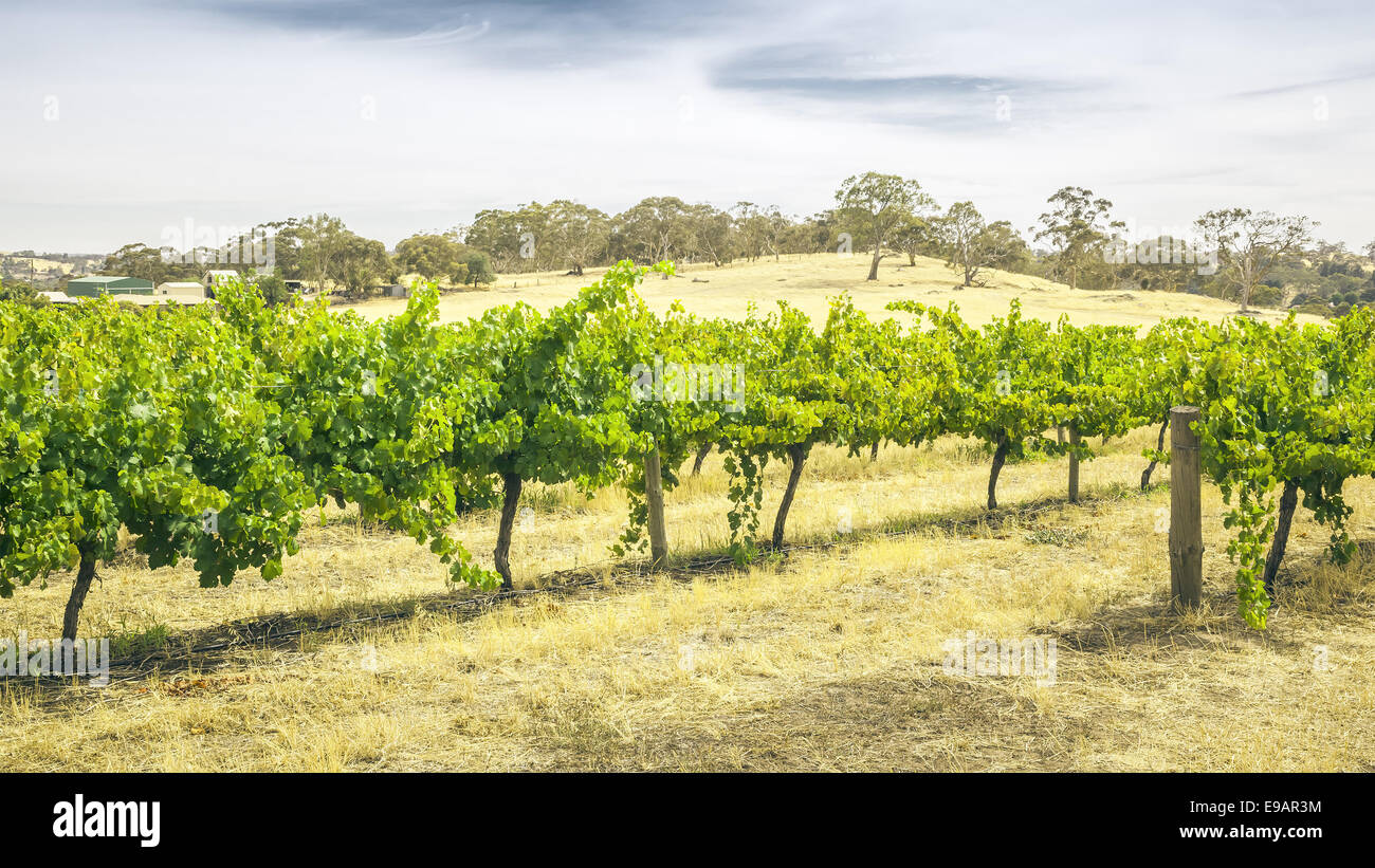 Adelaide australia barossa valley hi-res stock photography and images ...
