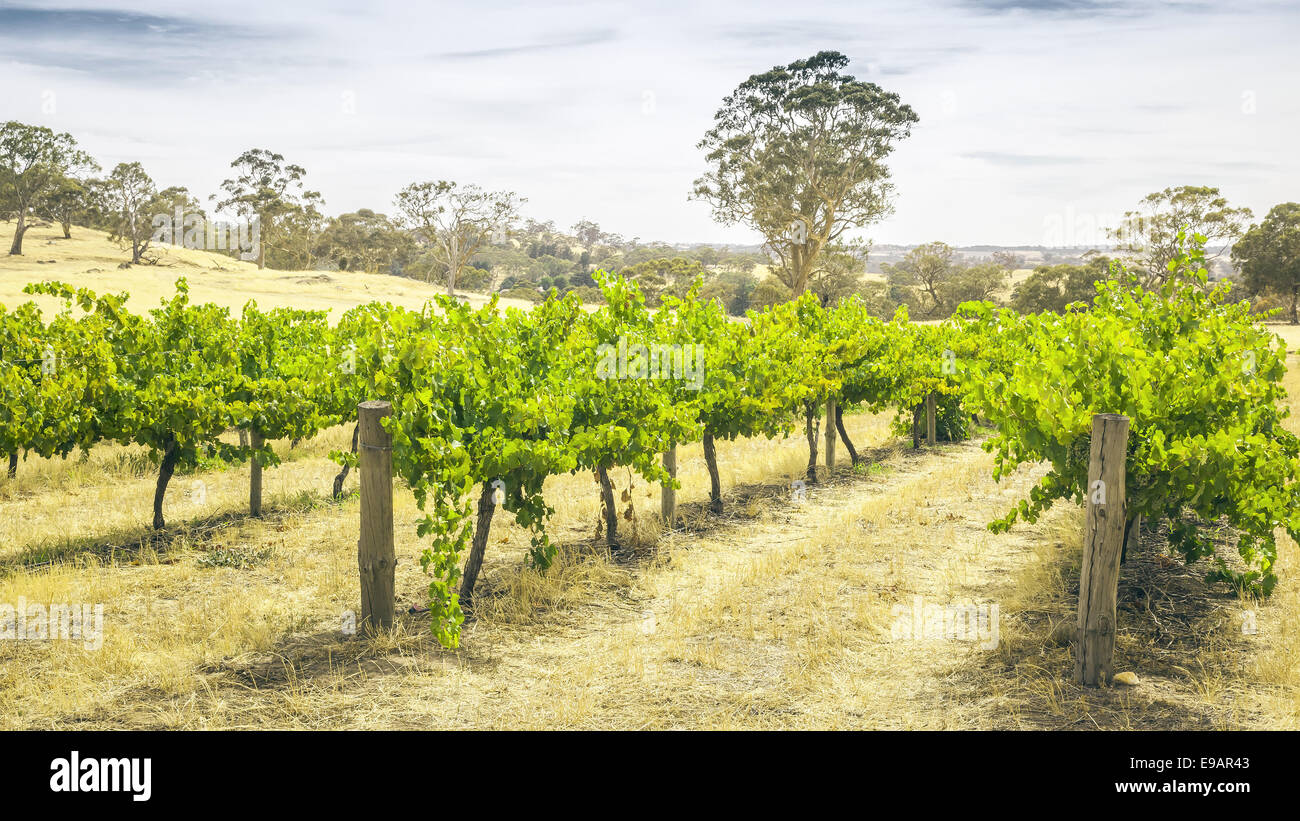 Barossa valley farm field hi-res stock photography and images - Alamy