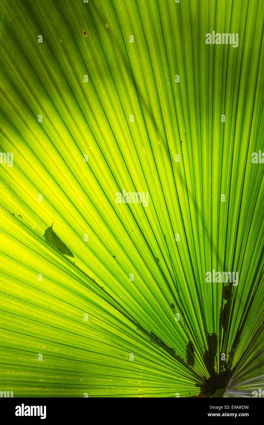 Palm Leaf Pattern Stock Photo - Alamy