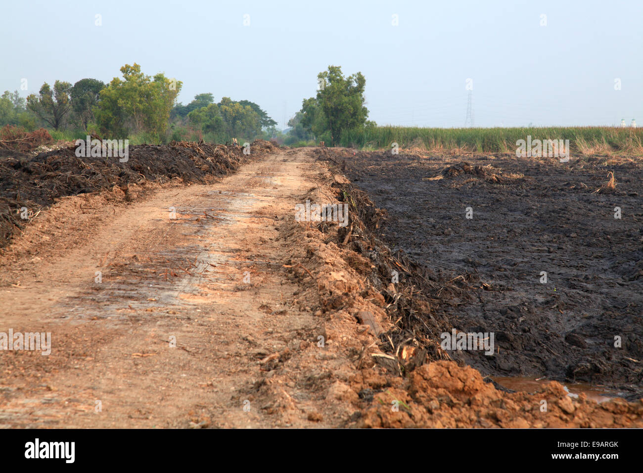 Track plant hi-res stock photography and images - Alamy