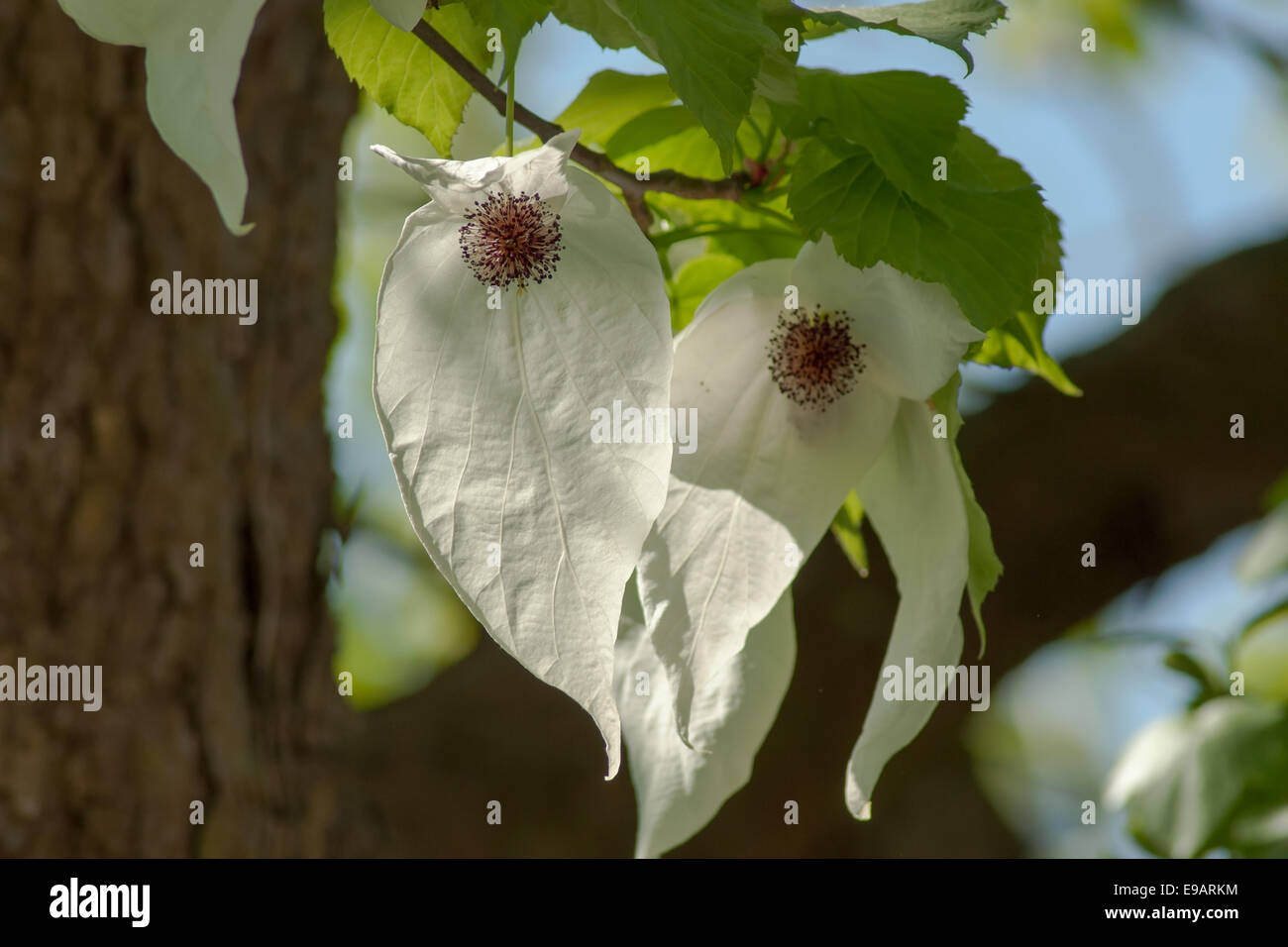 Blossoms of the davidia involucrata Stock Photo - Alamy