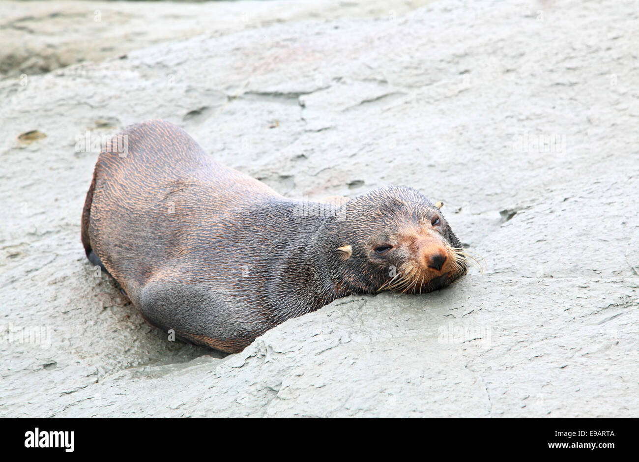 Sleepy seal hi-res stock photography and images - Alamy