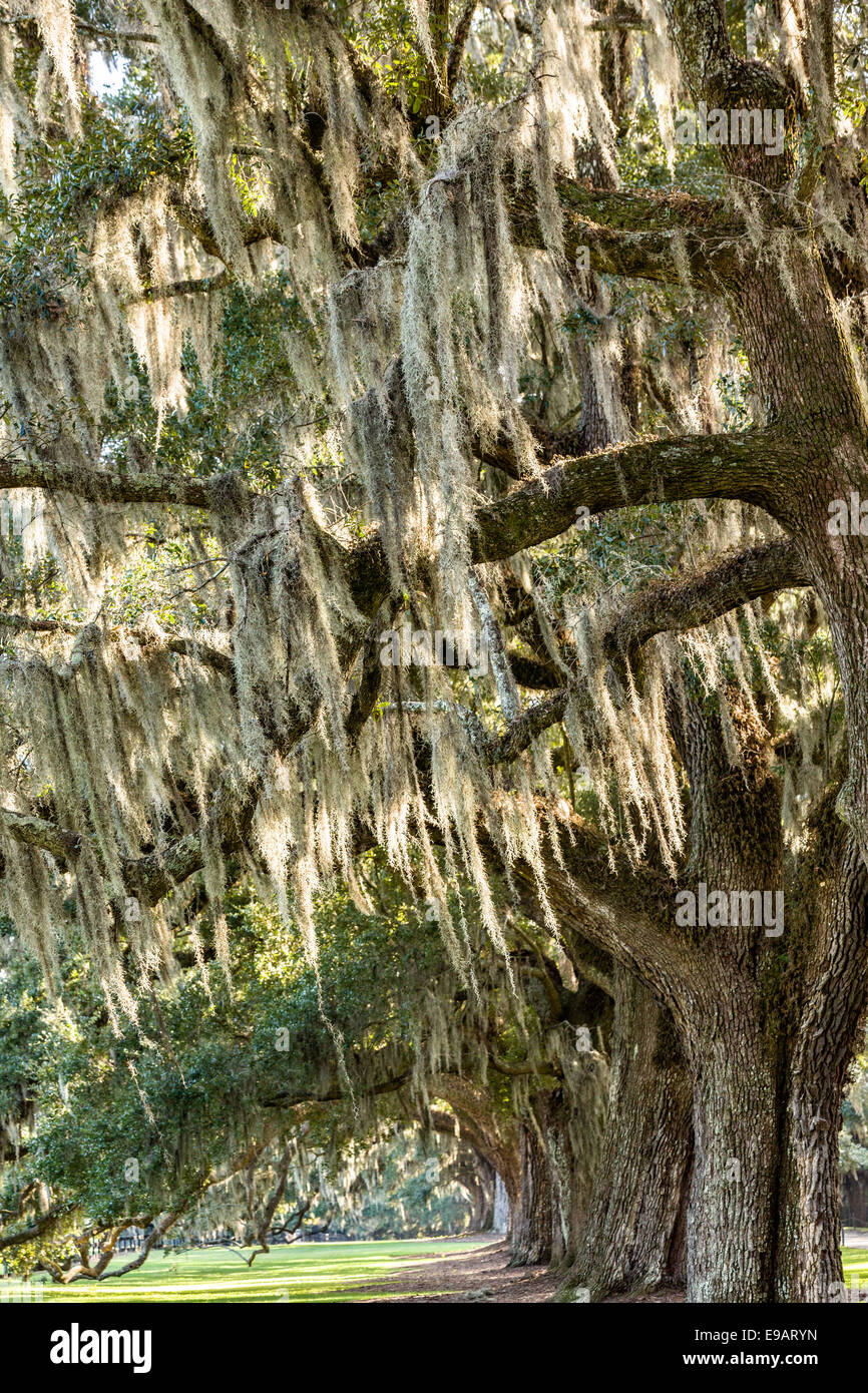 Moss draped live oaks hi-res stock photography and images - Alamy