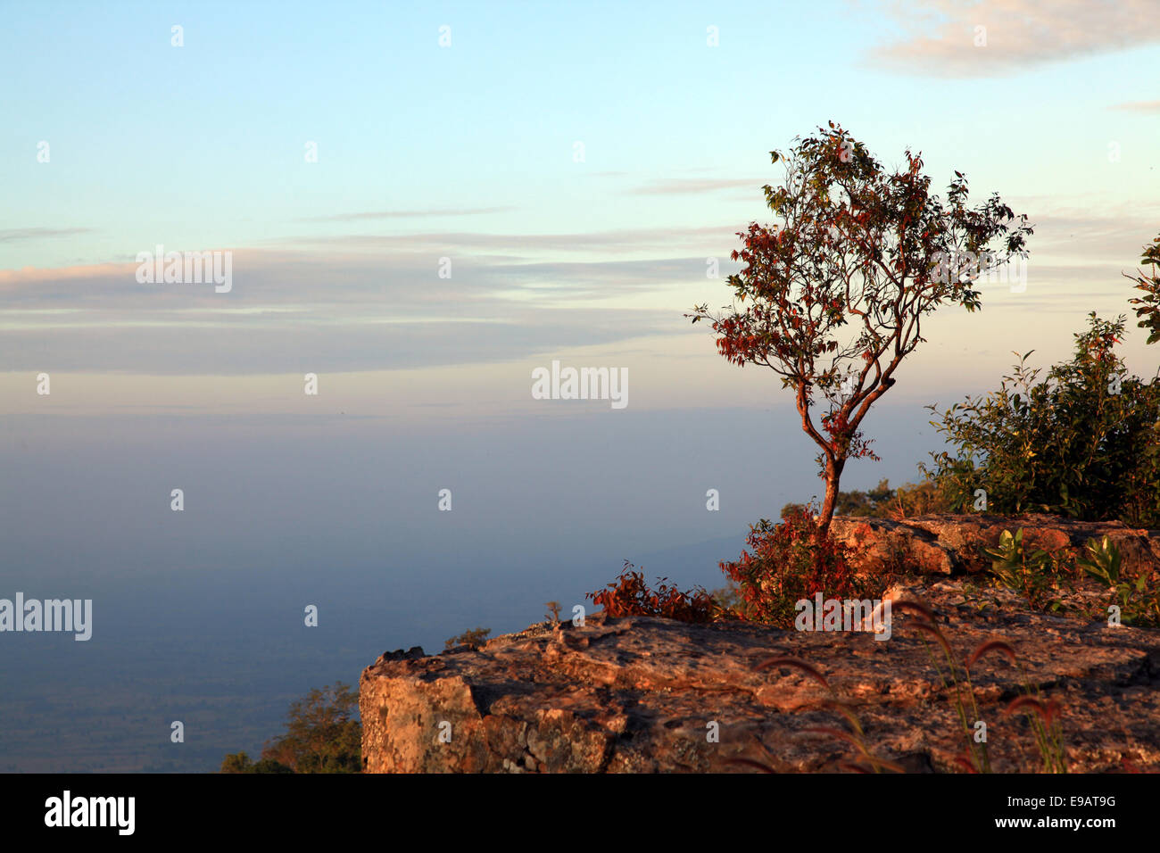 lonely tree on cliff Stock Photo - Alamy