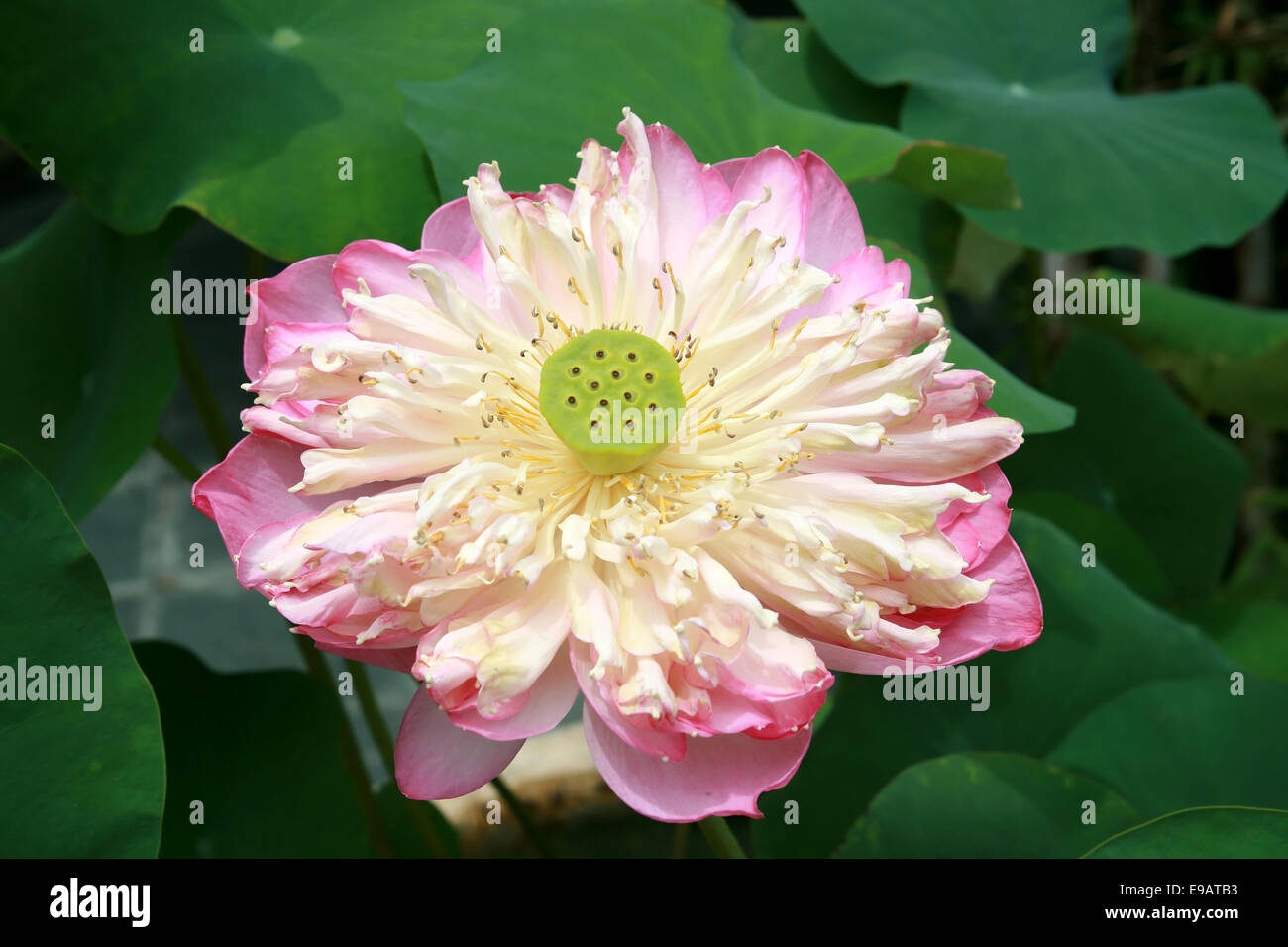 Blossom of Pink royal Lotus Flower Stock Photo - Alamy