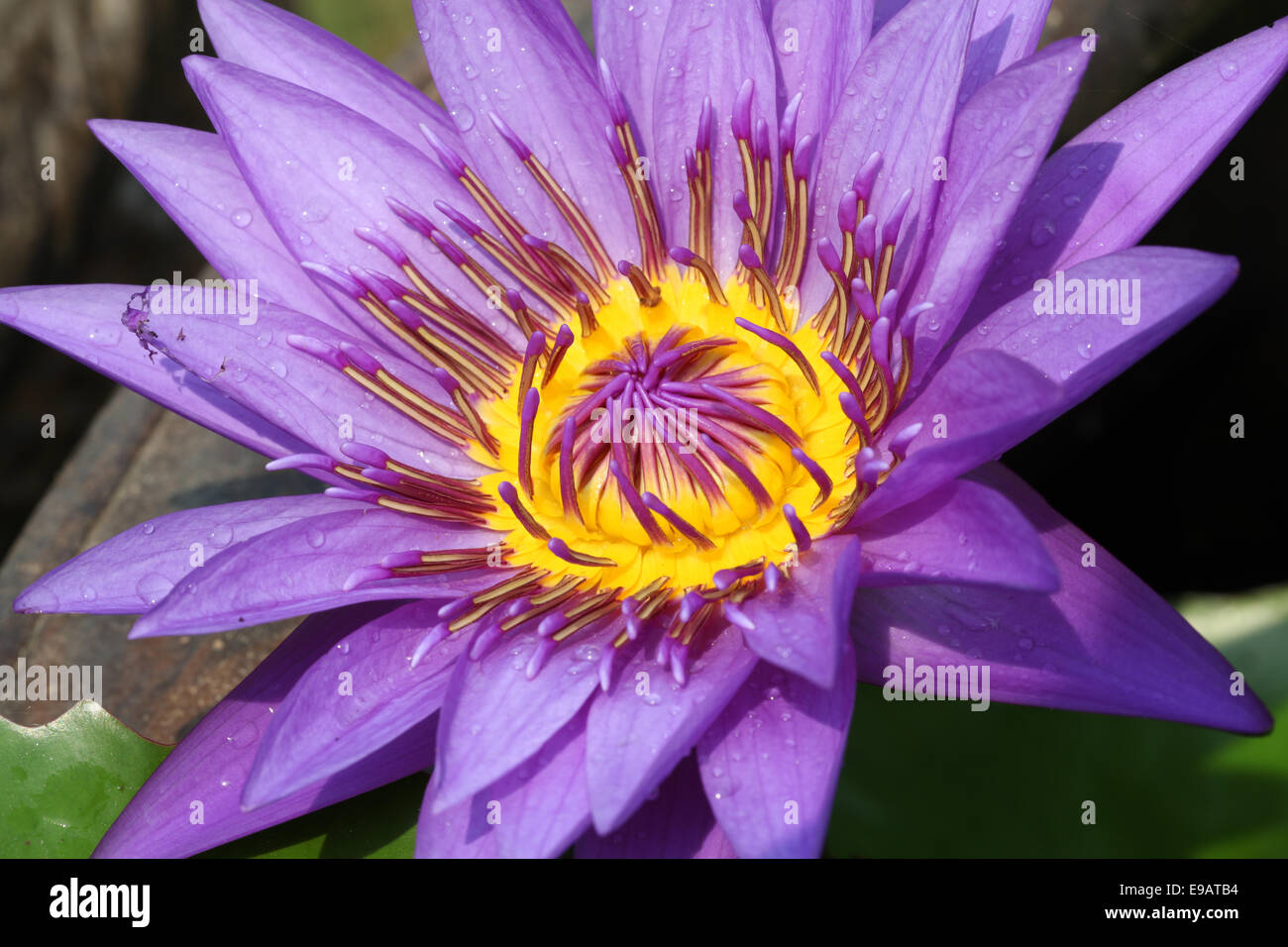 Water Lily lotus Stock Photo - Alamy