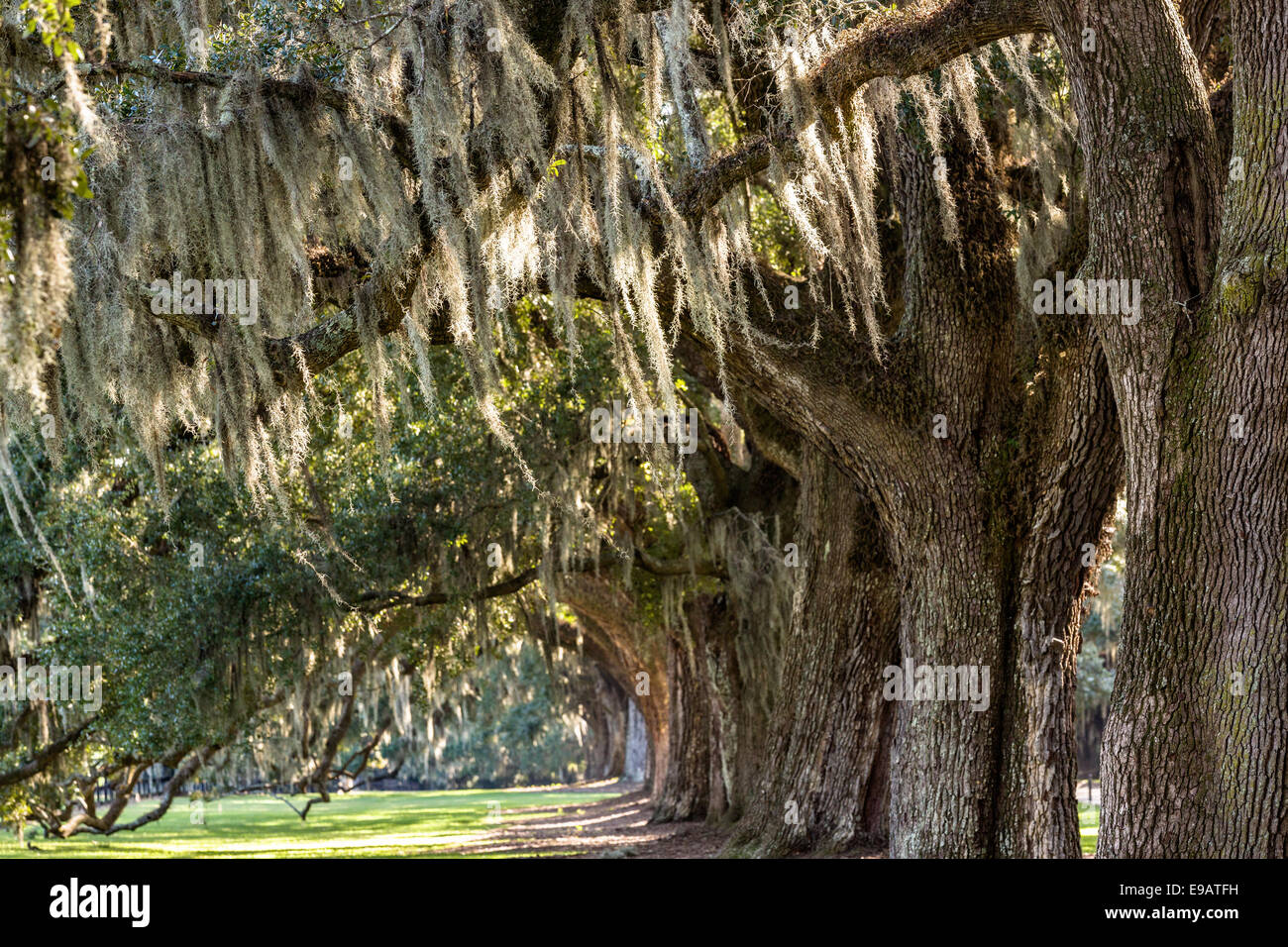 Moss draped live oaks hi-res stock photography and images - Alamy