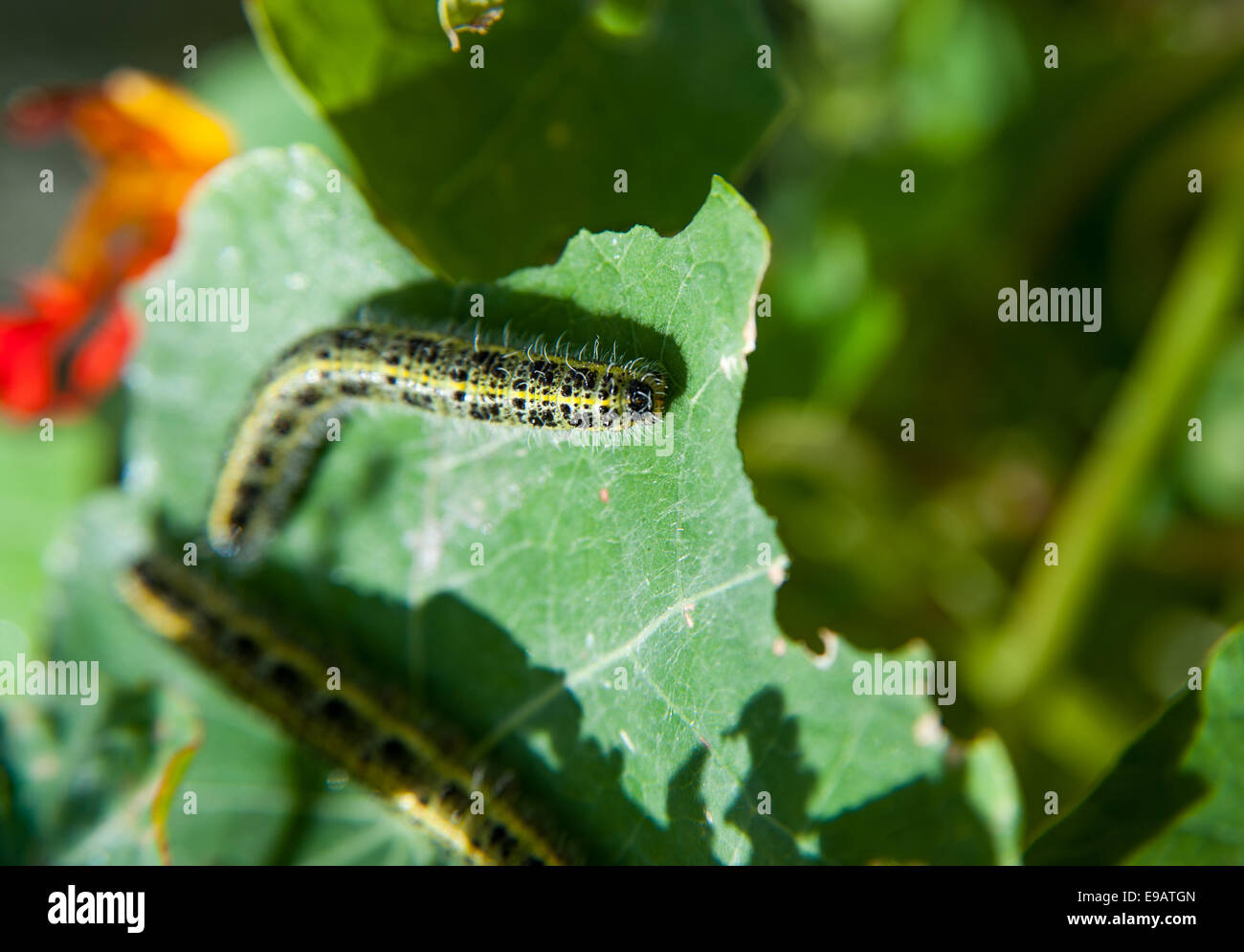 Cabbage white caterpillar hi-res stock photography and images - Alamy