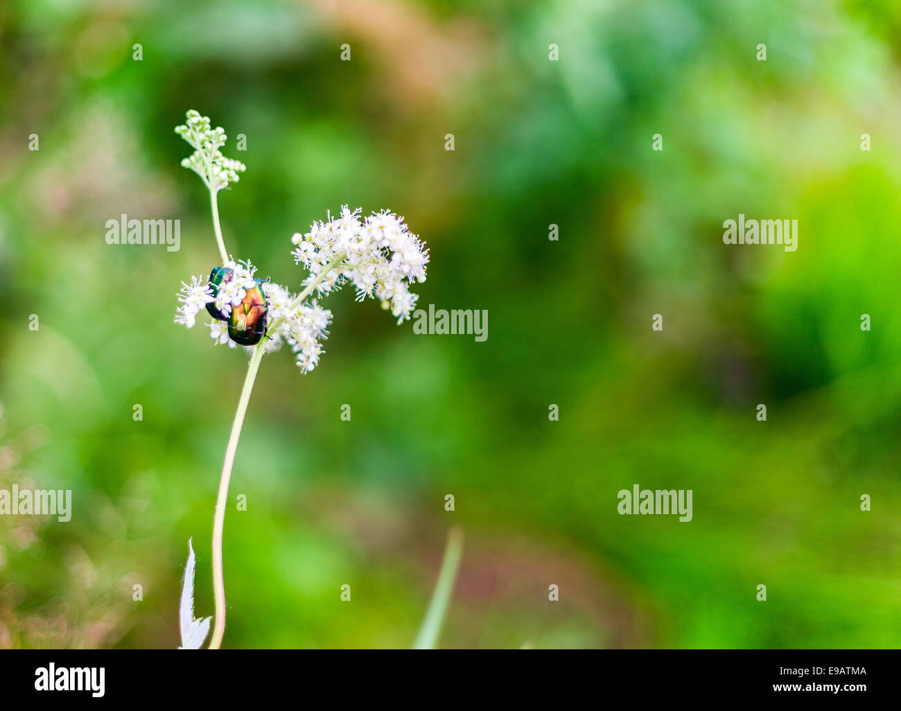 Insect Beetle (green bug) on a flower Stock Photo - Alamy