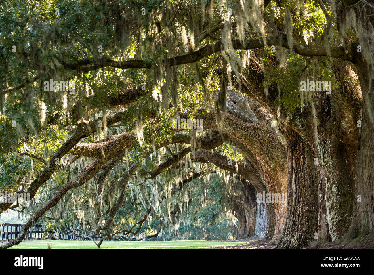 Moss draped live oaks hi-res stock photography and images - Alamy