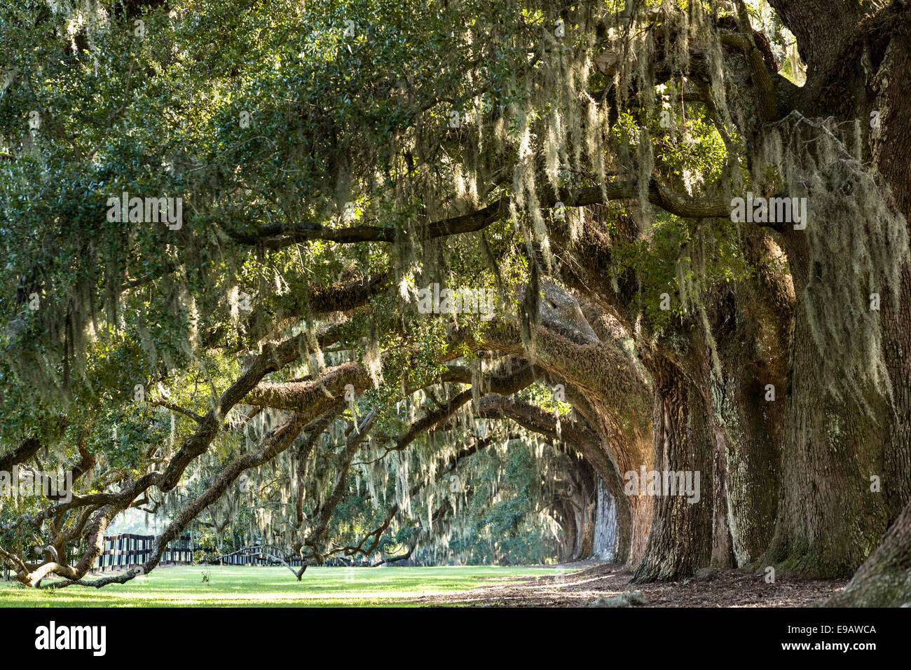 Moss draped live oaks hi-res stock photography and images - Alamy