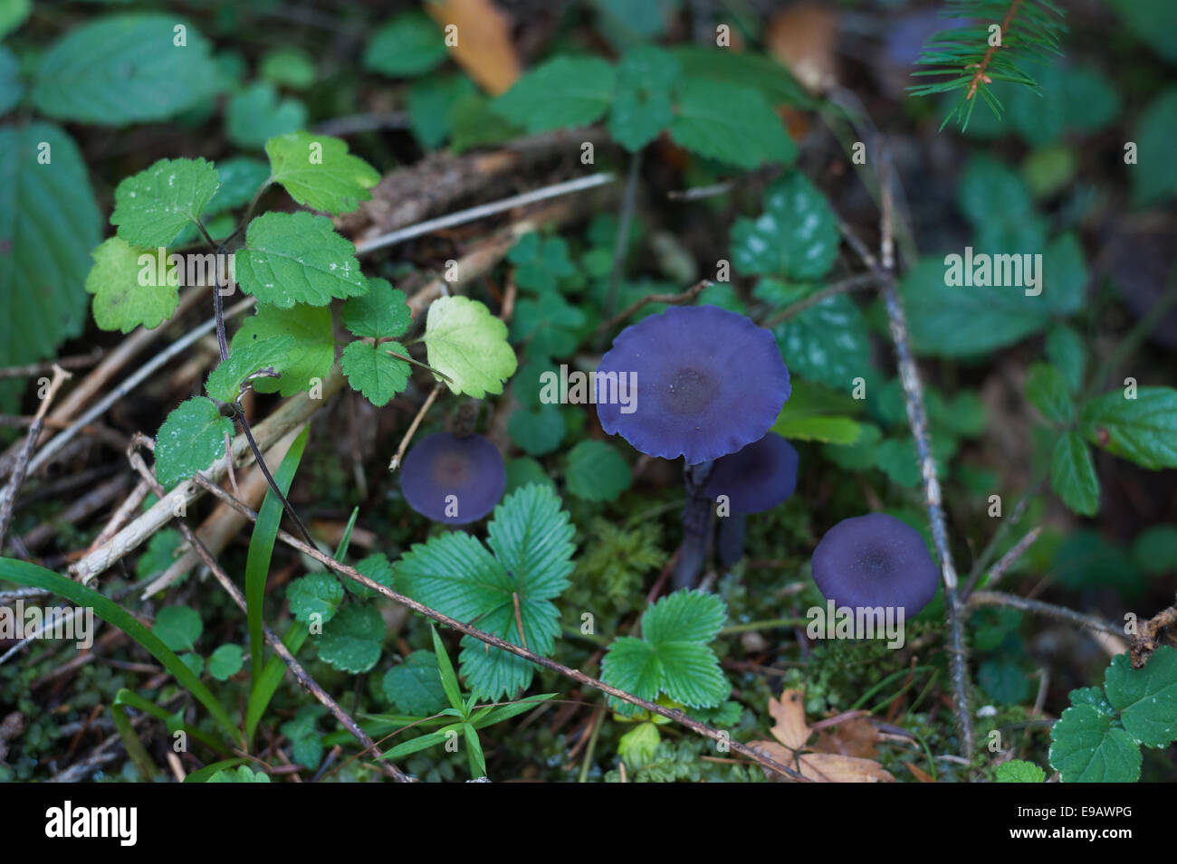 Poisonous purple mushrooms Stock Photo - Alamy