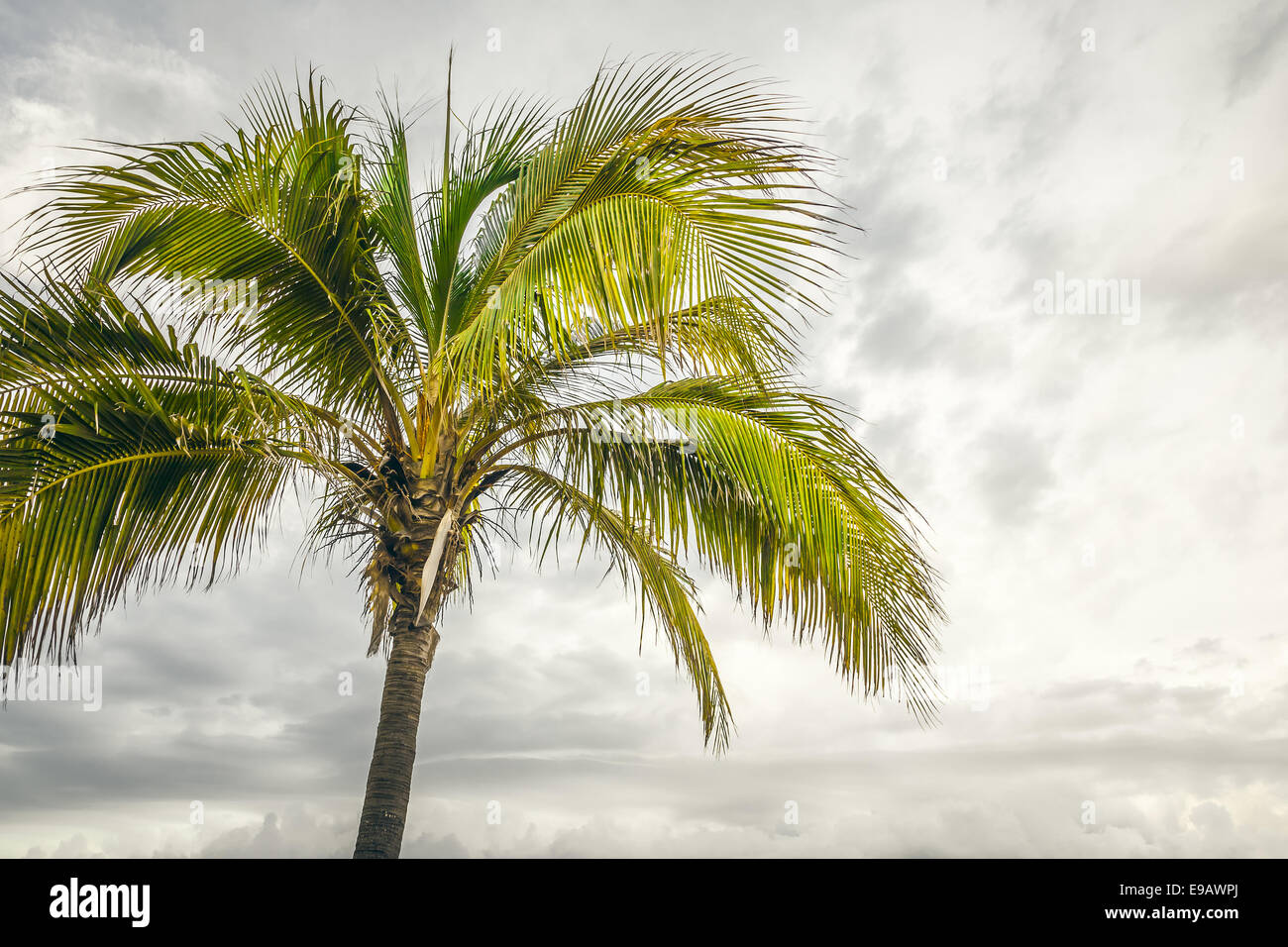 Rain palm tree hi-res stock photography and images - Alamy