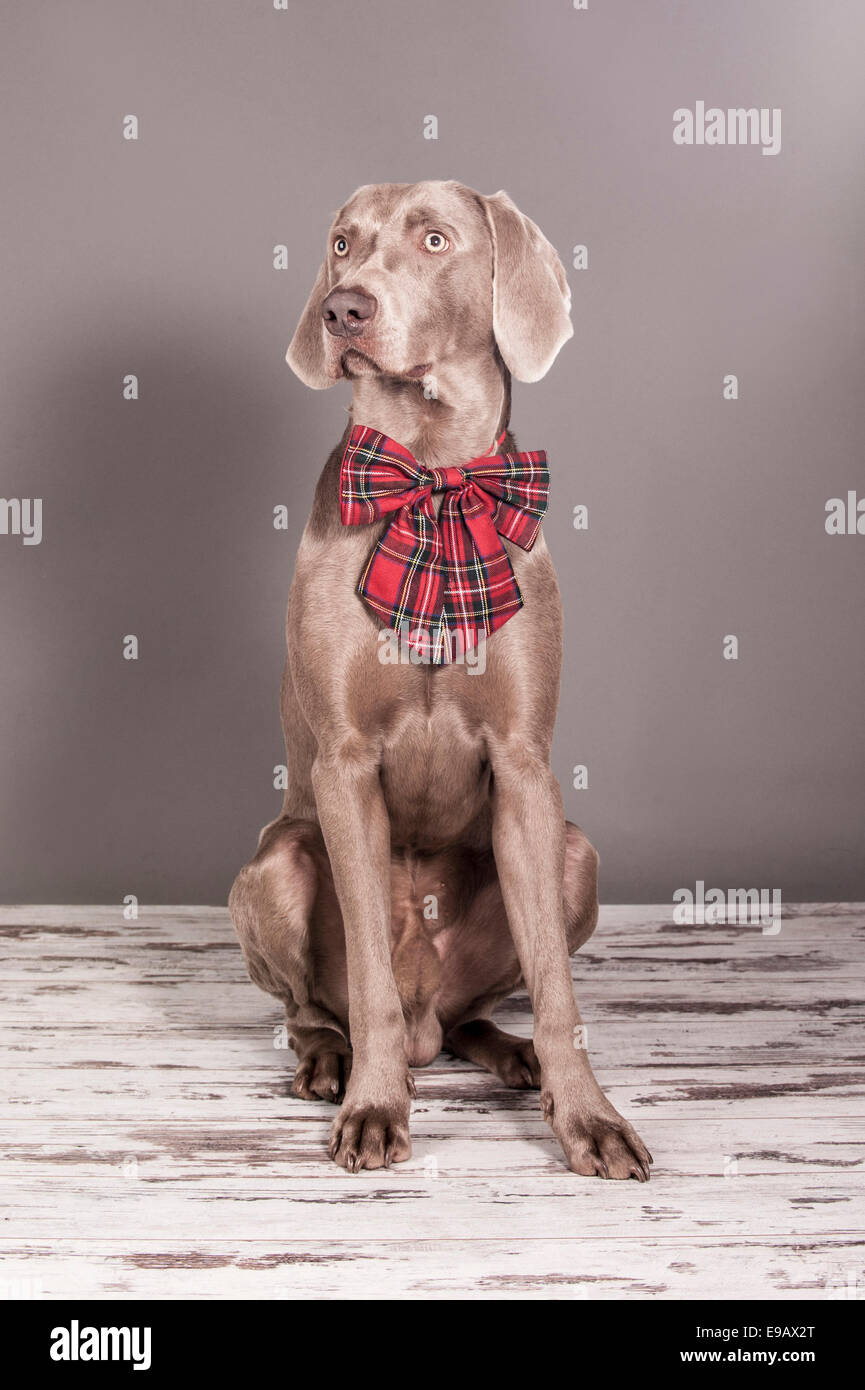 Weimaraner dog, sitting with a bow tied around its neck Stock Photo - Alamy