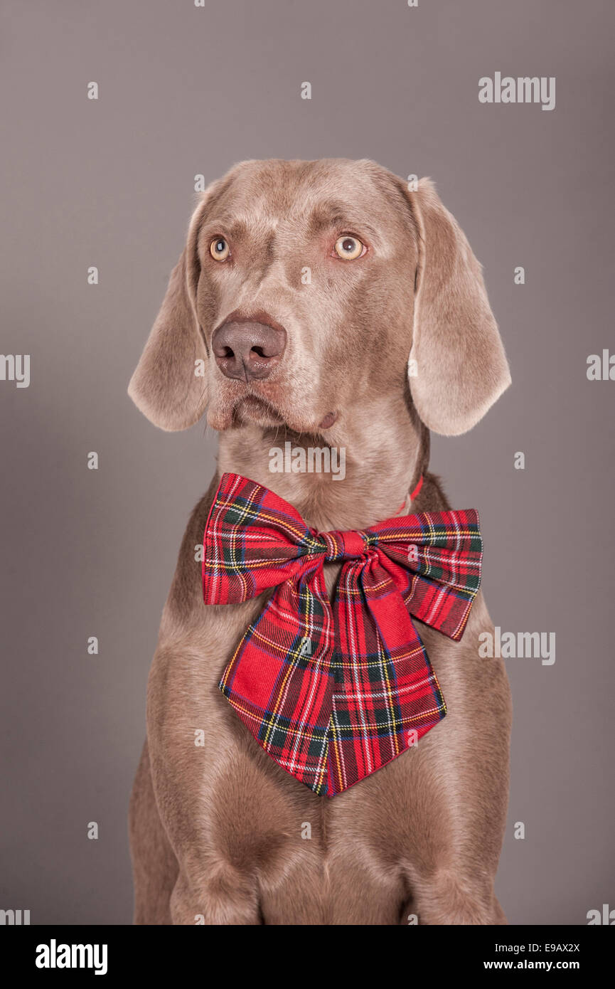 Weimaraner dog, with a bow tied around its neck Stock Photo - Alamy
