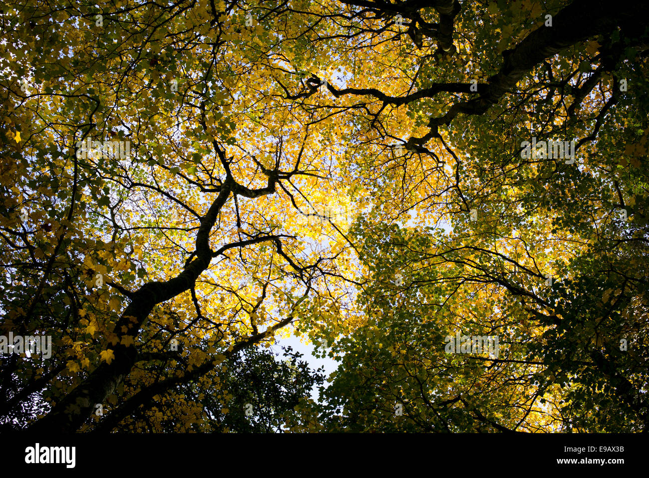 Acer cappadocicum 'Aureum' . Golden Cappadocian maple tree canopy in ...