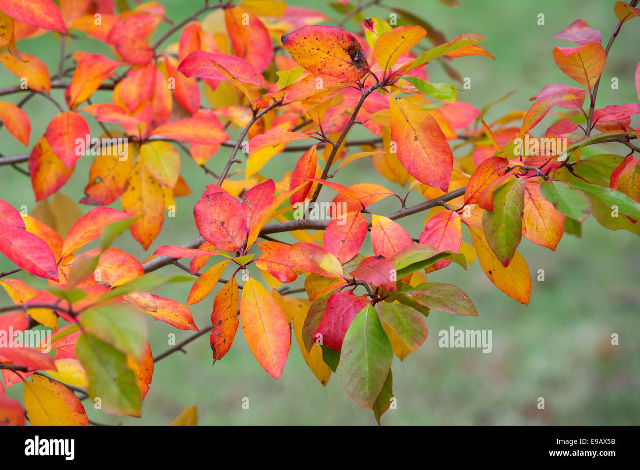 Nyssa sylvatica wisley bonfire hi-res stock photography and images - Alamy