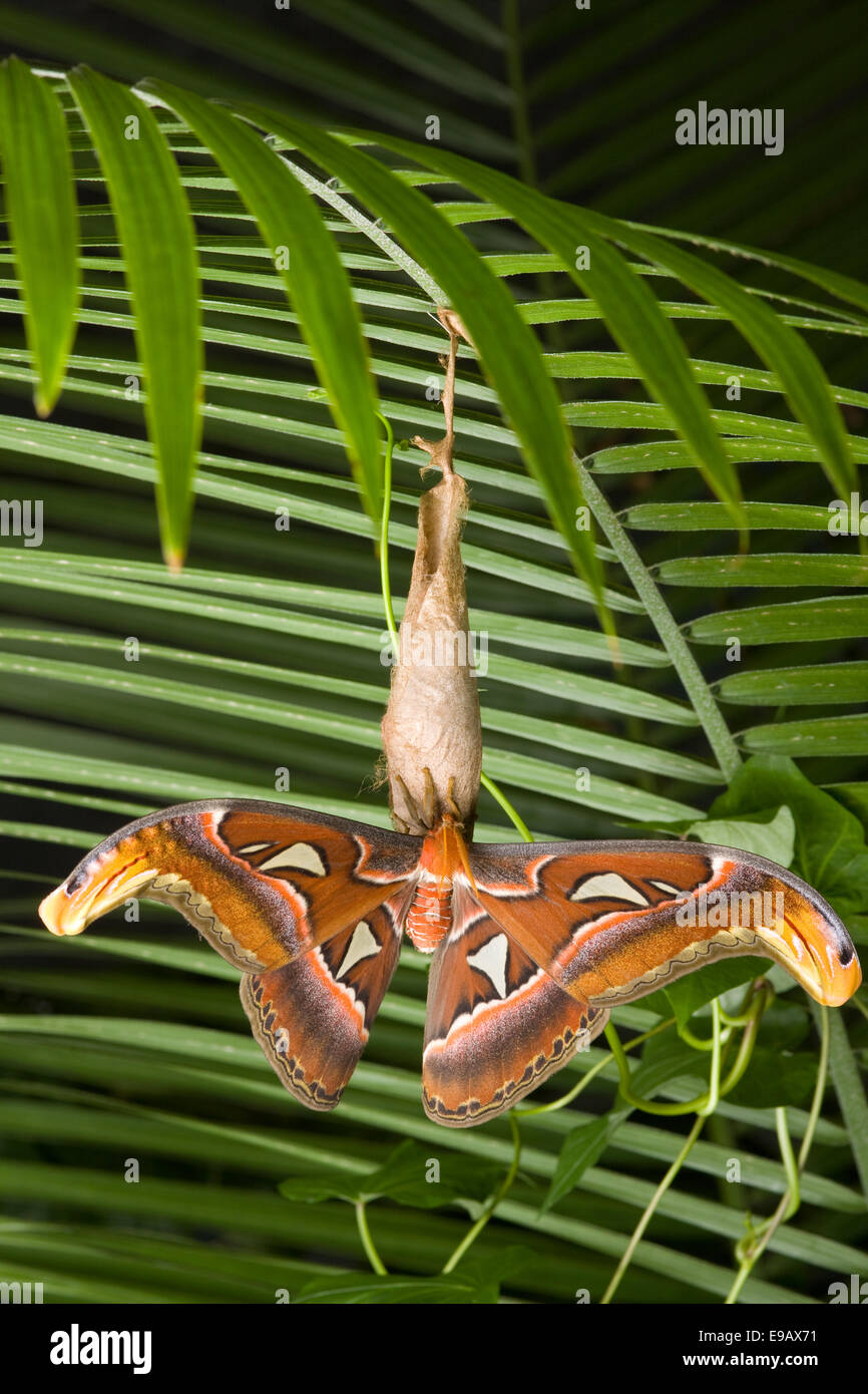 Atlas moth hi-res stock photography and images - Alamy