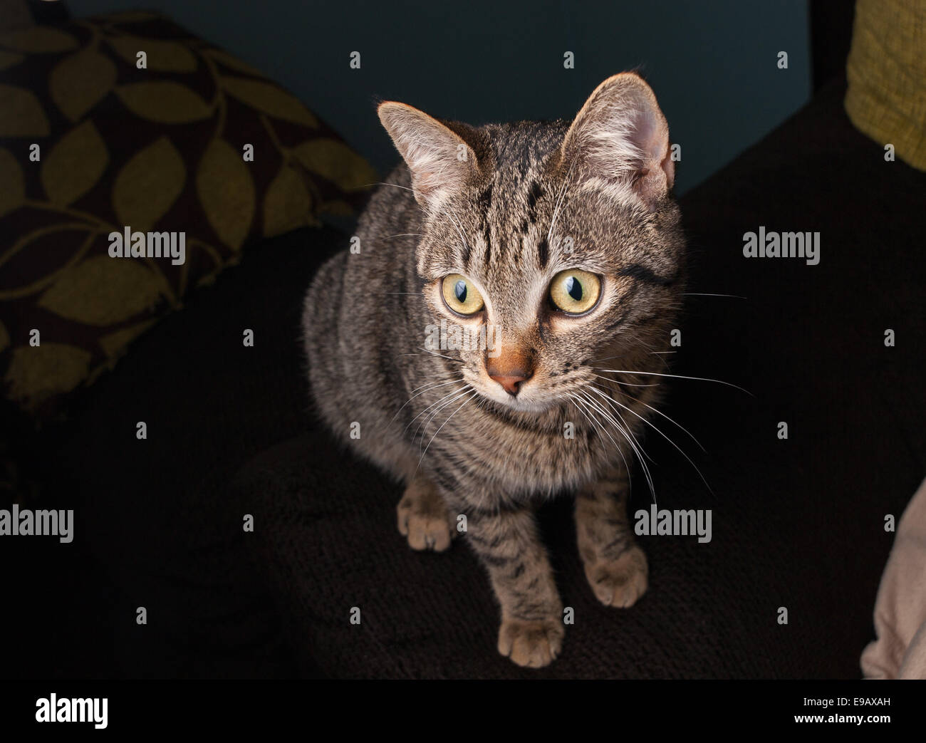 Cat at home with flash light Stock Photo - Alamy