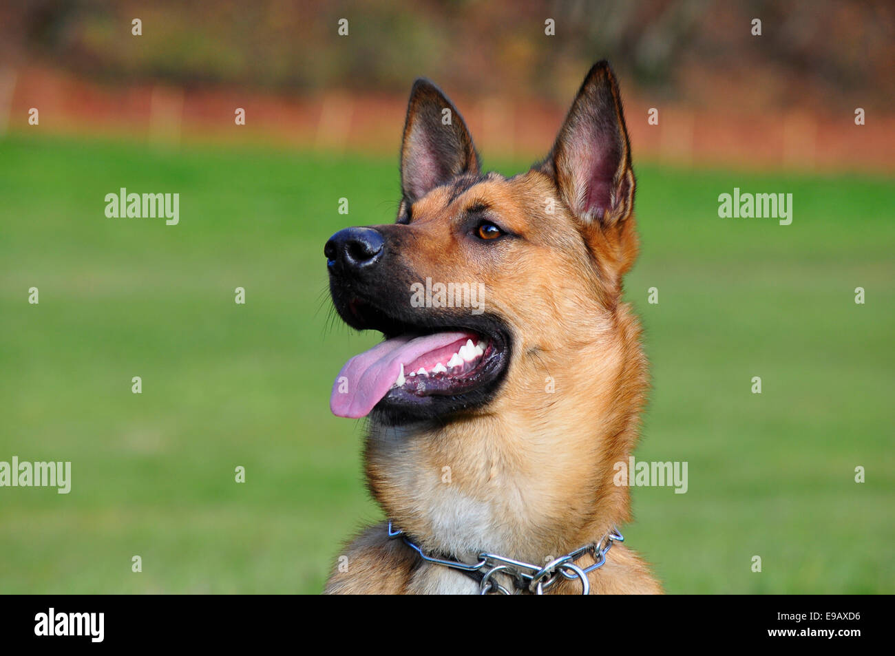 Belgian shepherd malinois close hi-res stock photography and images - Alamy