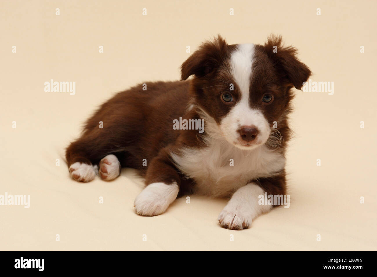 Brown Mini Aussie Puppies