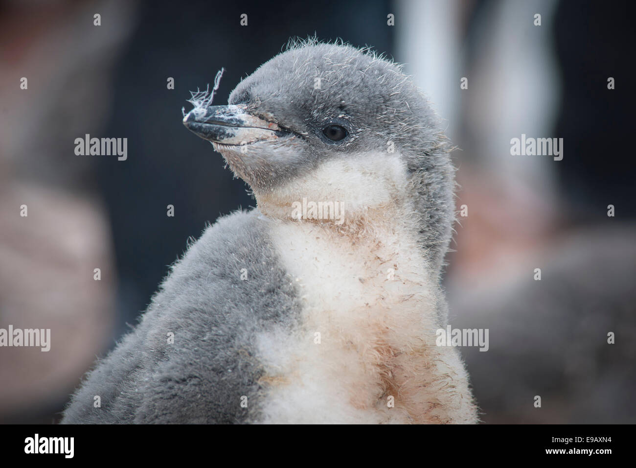 Chinstrap Penguin (Pygoscelis antarcticus), chick, Hannah Point ...