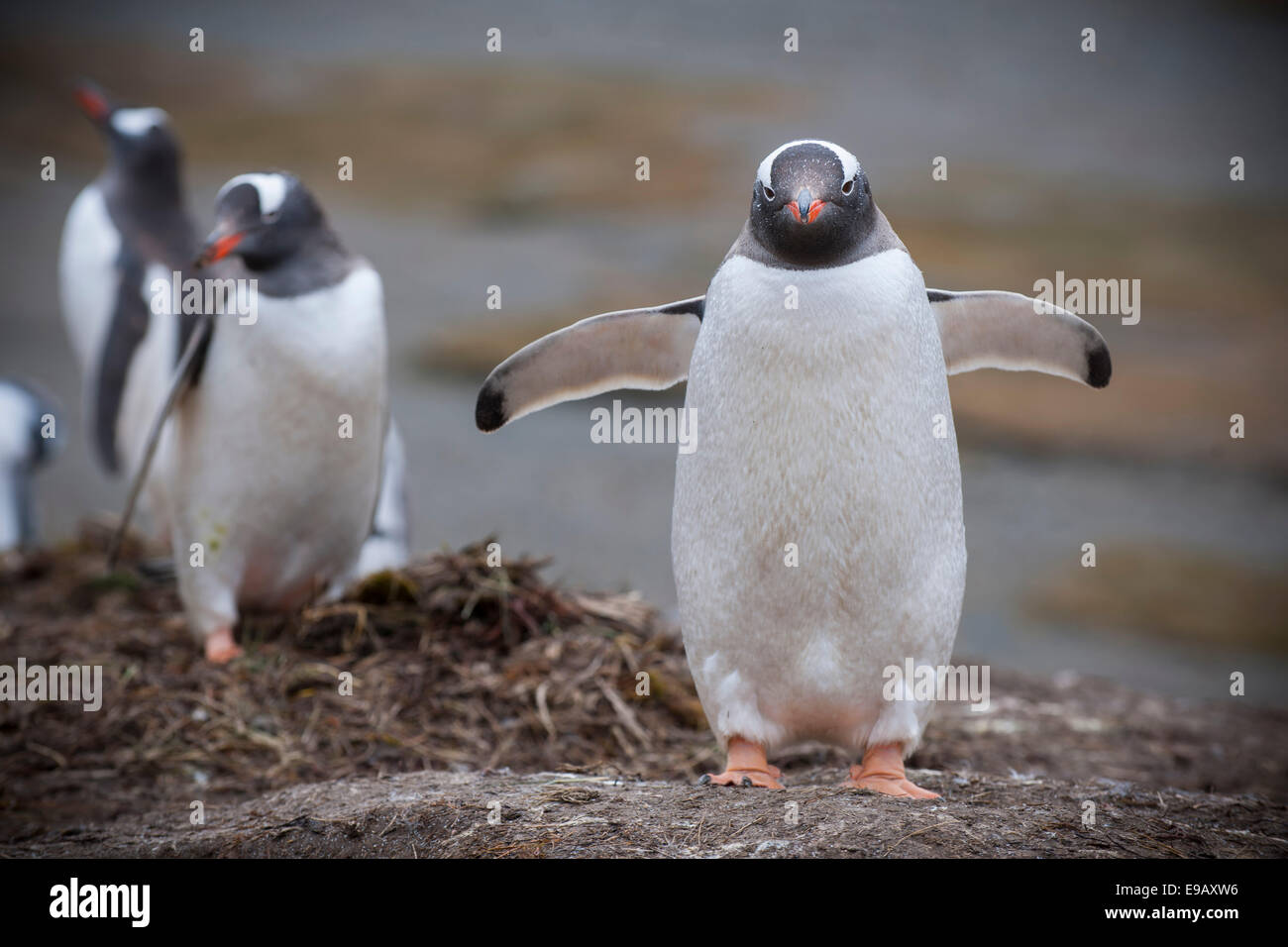 South sandwich islands penguins hi-res stock photography and images - Alamy