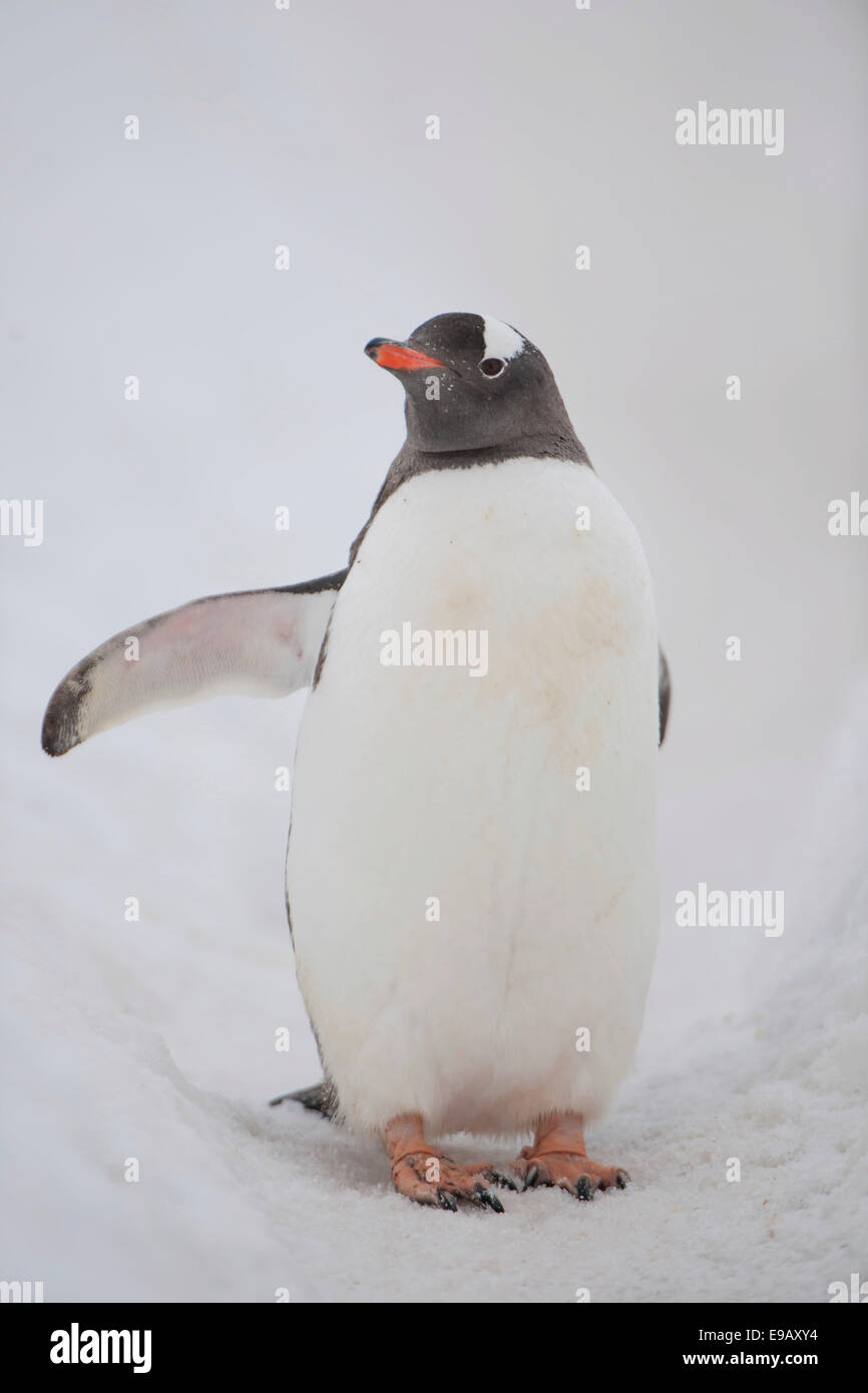Gentoo Penguin (Pygoscelis papua), Walker Bay, Livingston Island, South ...