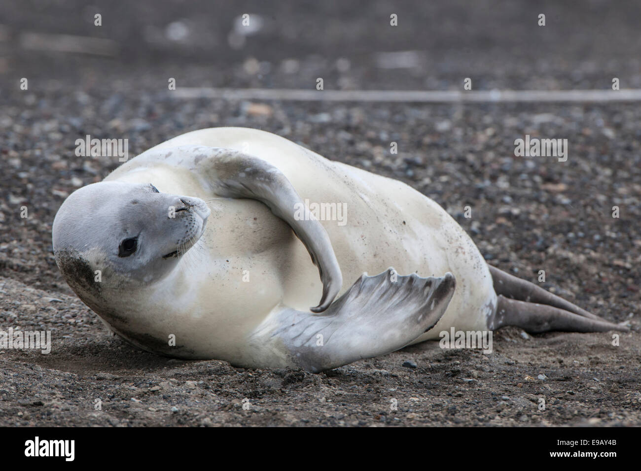 Crabeater Seal (Lobodon carcinophagus) resting on the beach, Deception ...