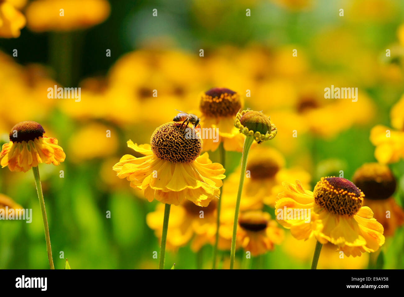 Sneezeweed variety (Helenium sp.), Baden-Württemberg, Germany Stock ...