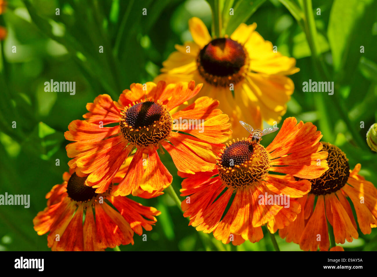 Helenium sp hi-res stock photography and images - Alamy