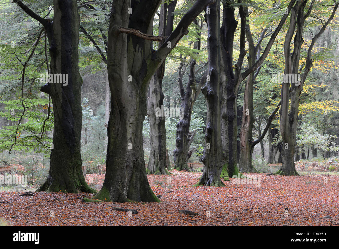 Beech forest, European Beech or Common Beech (Fagus sylvatica), Tinner ...
