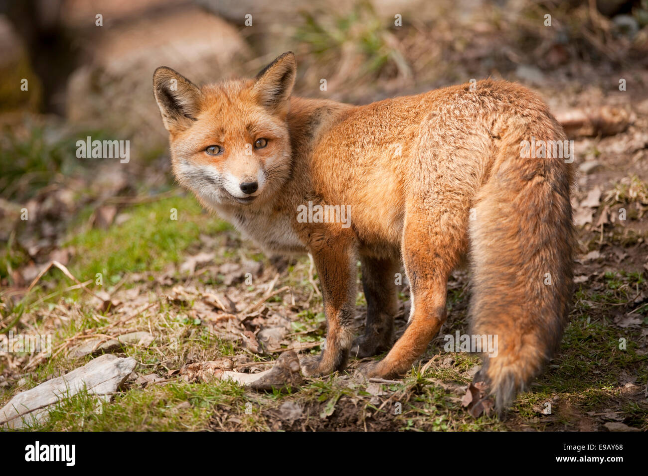Red Fox (Vulpes vulpes), captive, North Rhine-Westphalia, Germany Stock ...