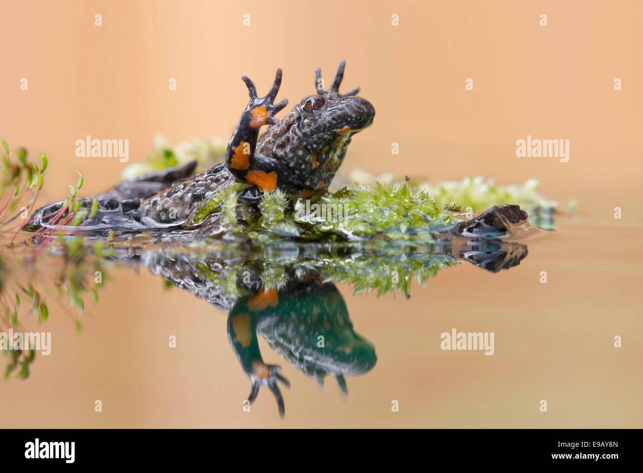 Fire-bellied Toad or Firebelly Toad (Bombina bombina), Unkenreflex ...