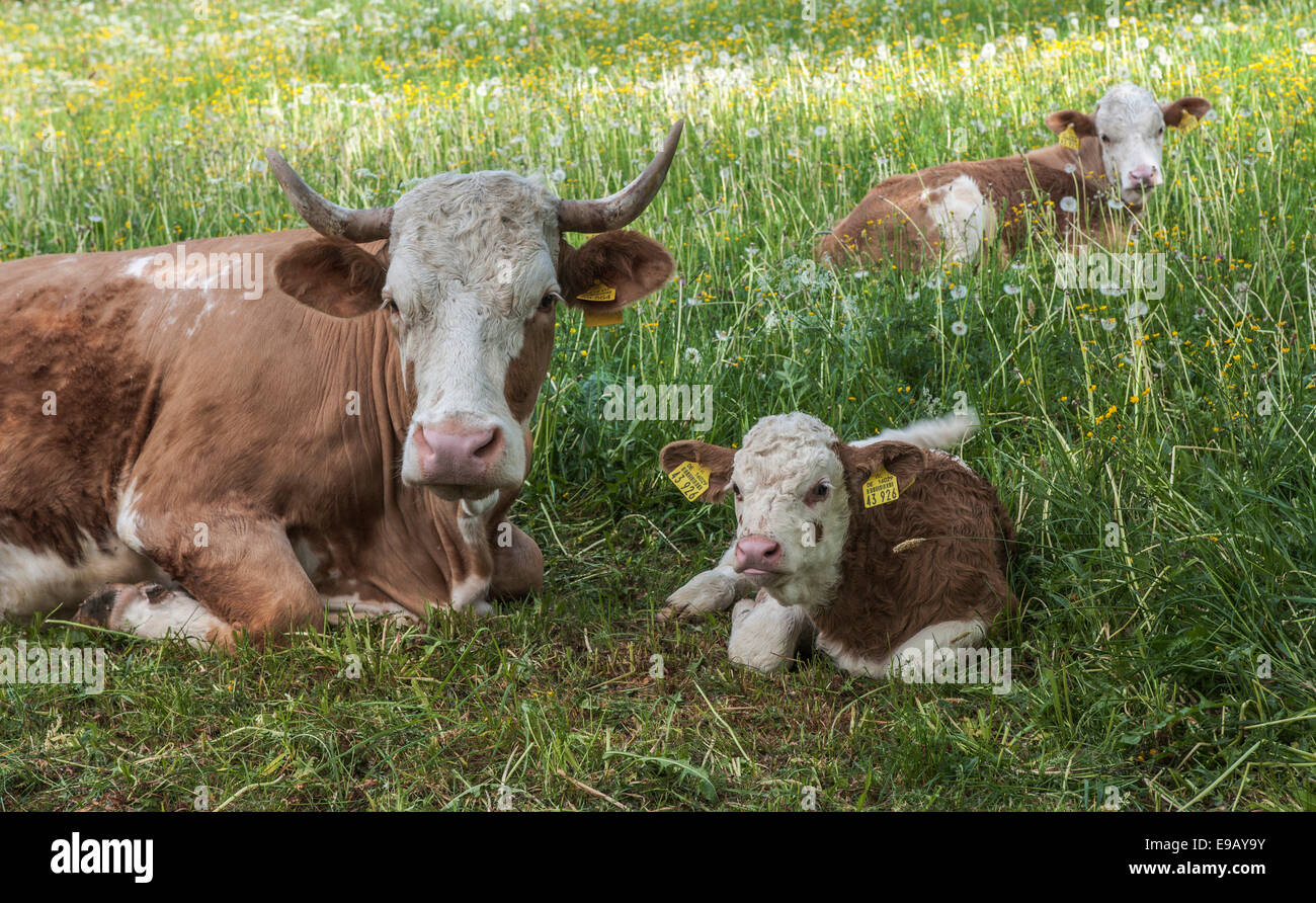 Domestic Cattle Bos High Resolution Stock Photography and Images - Alamy