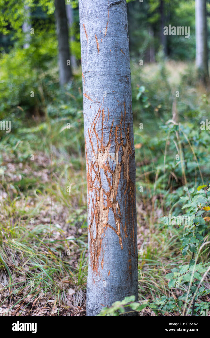 Deer damaged tree trunk hi-res stock photography and images - Alamy